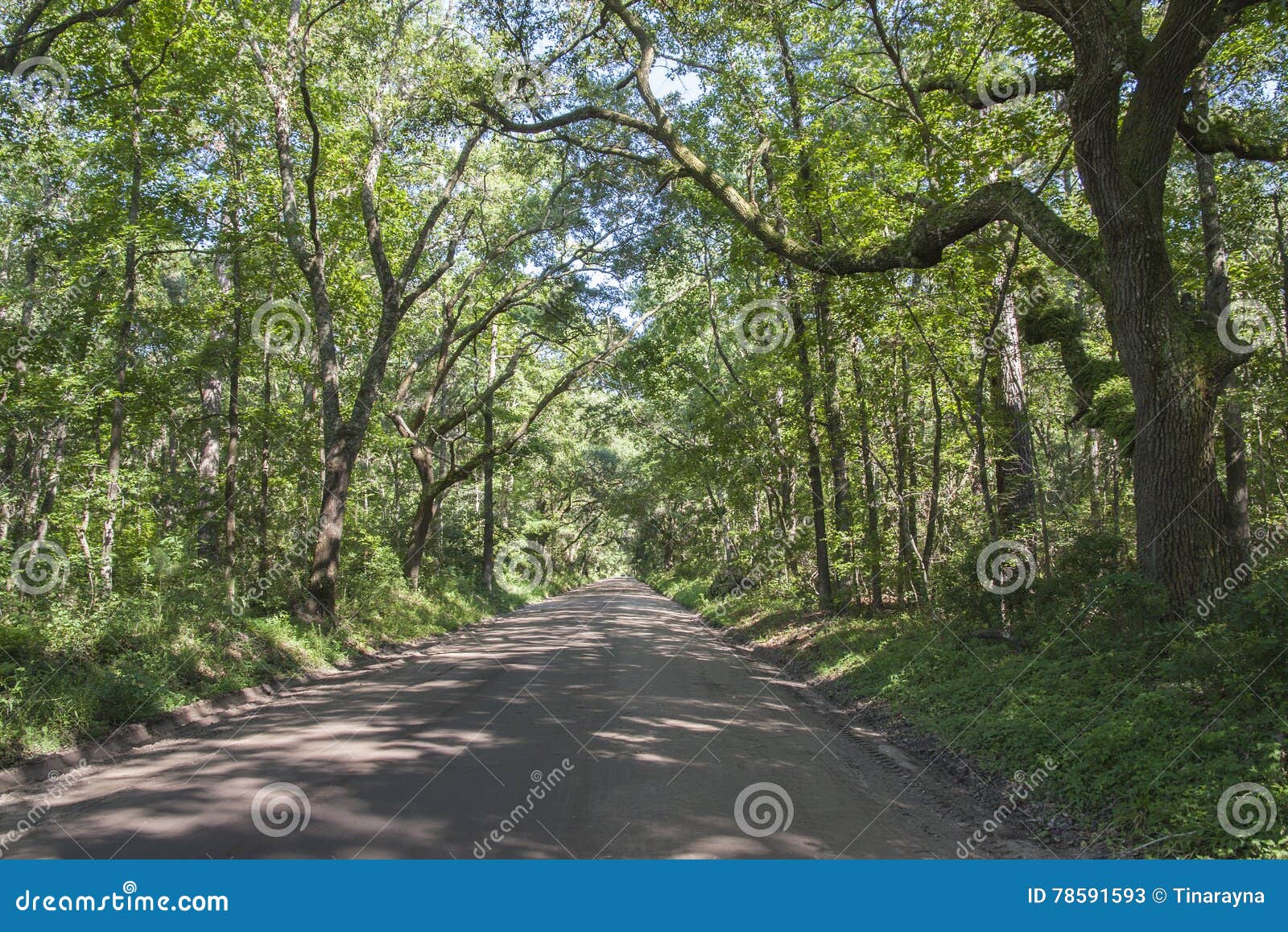 Scenic Tree-lined Path on Edisto Island, SC Stock Image - Image of ...
