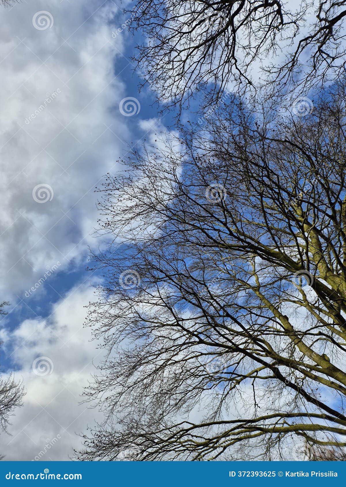 Scenic Tree-Lined Road Leading Through Lush Forest Royalty-Free Stock ...