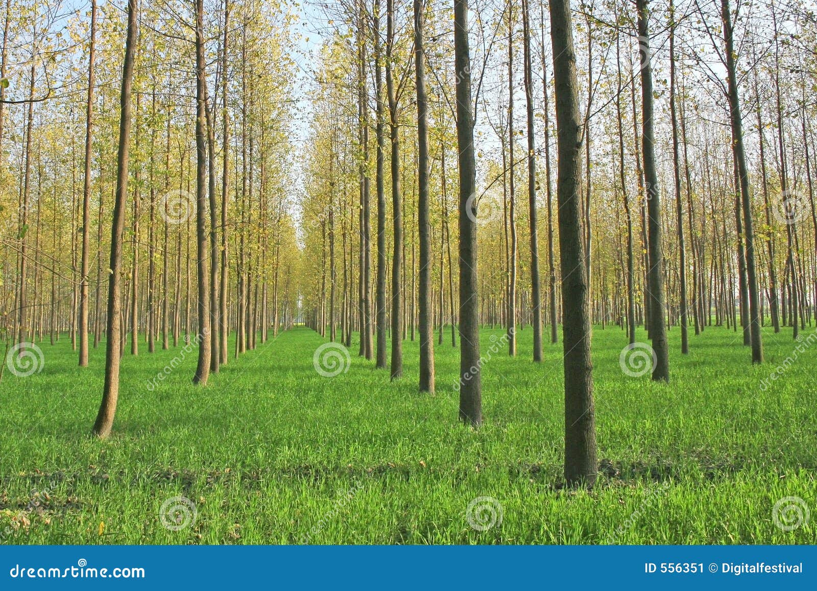 Scenic Tree Plantation Farms in North India Stock Image - Image of ...