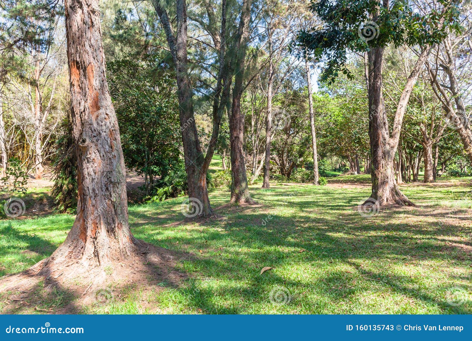 Scenic Trees Grass Nature Reserve Outdoors Landscape Stock Image ...