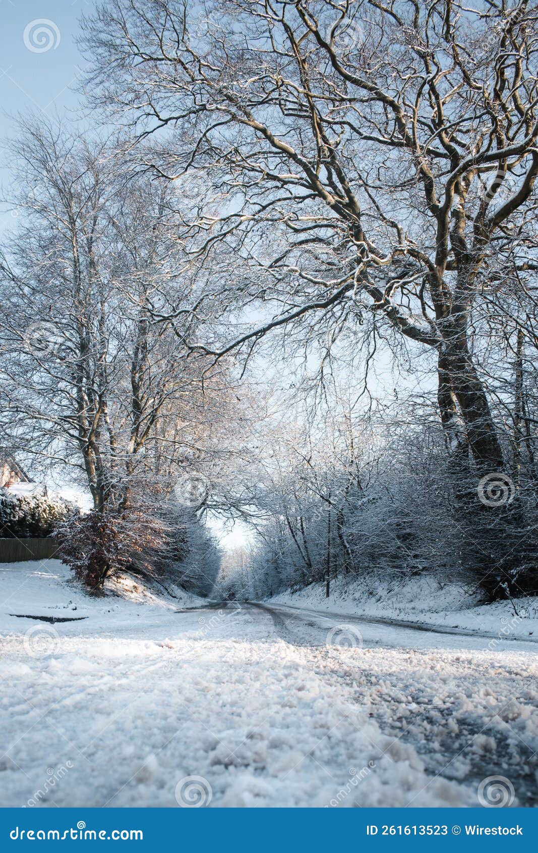 Scenic Vertical View of a Beautiful Winter Forest during Daytime Stock ...
