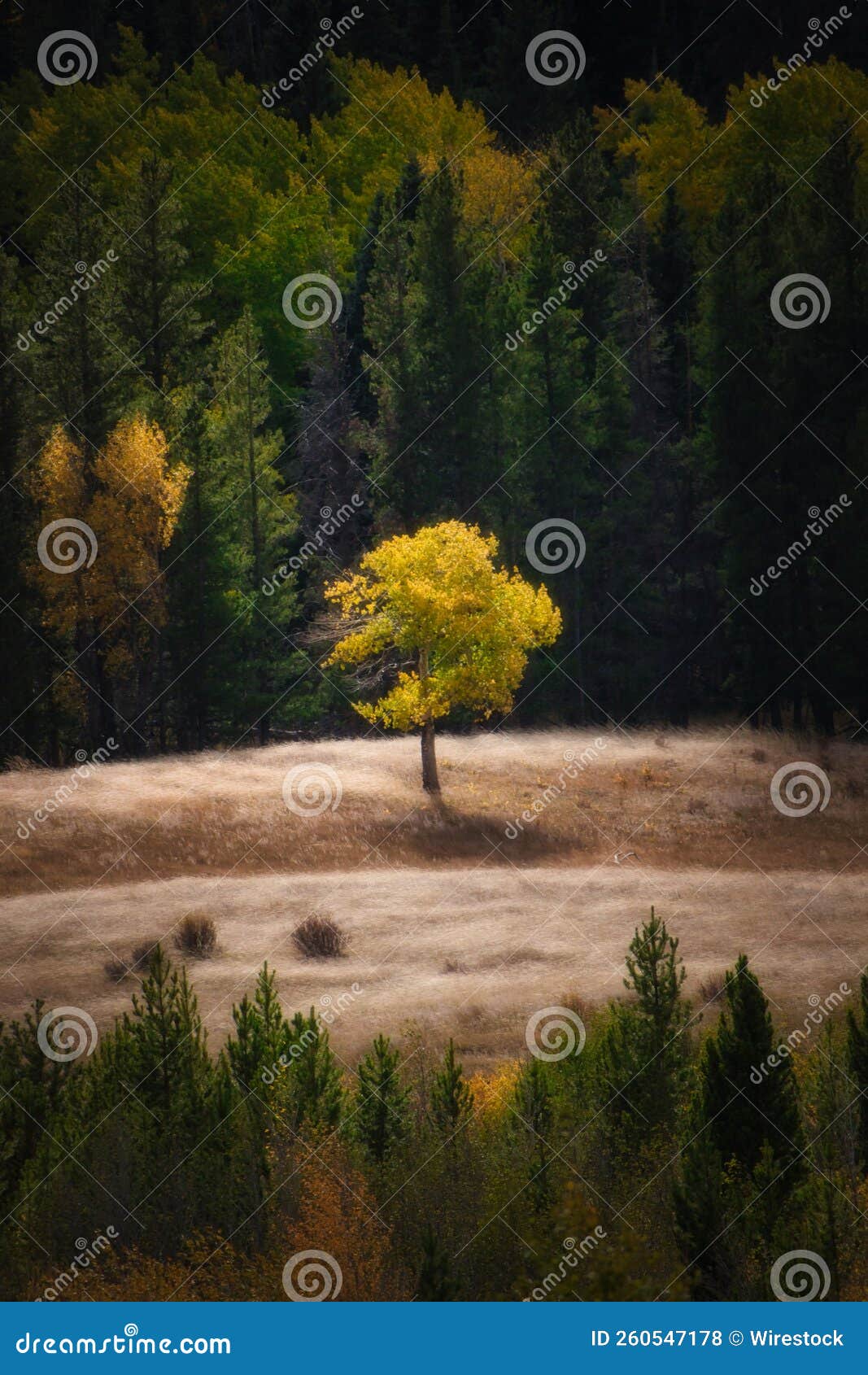 Scenic Vertical View of a Small Lone Tree in the Middle of an Evergreen ...