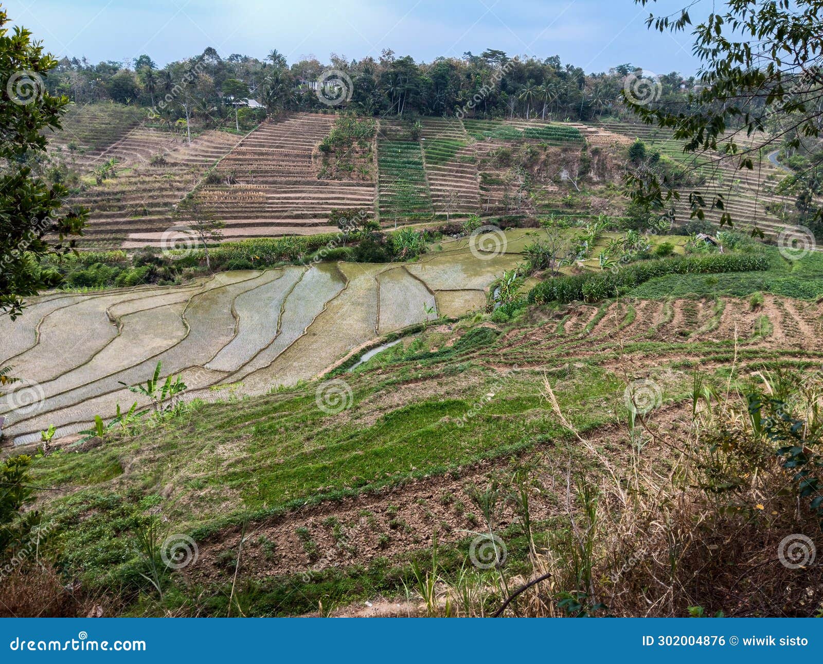 Scenic View of Agricultural Terraces in the Valley and Hills Stock ...