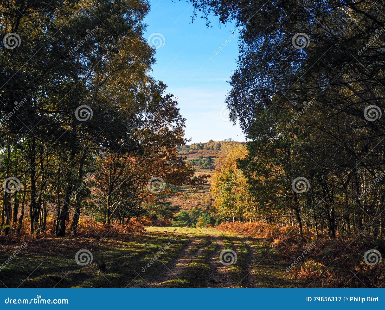 Scenic View of the Ashdown Forest Stock Image - Image of east, natural ...