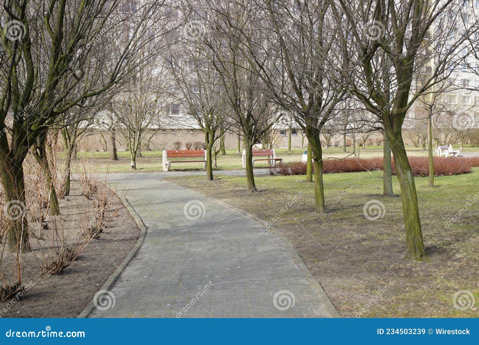Scenic View of Bare Trees Along a Pathway in the Park Stock Image ...