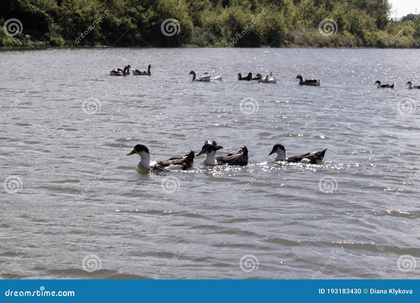 Scenic View of the Beautiful, Peaceful River with Ducks. Summer ...