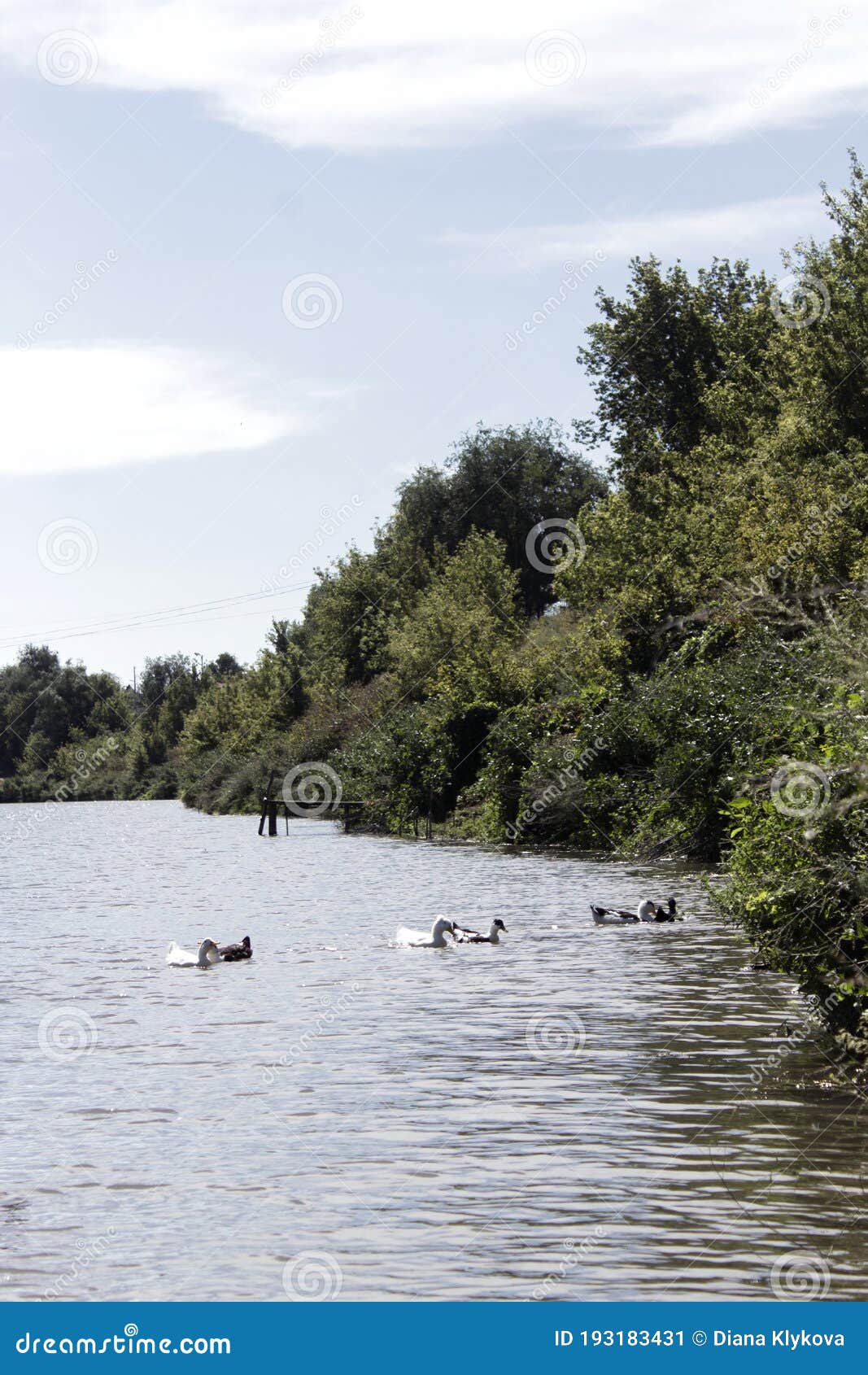 Scenic View of the Beautiful, Peaceful River with Ducks. Summer ...