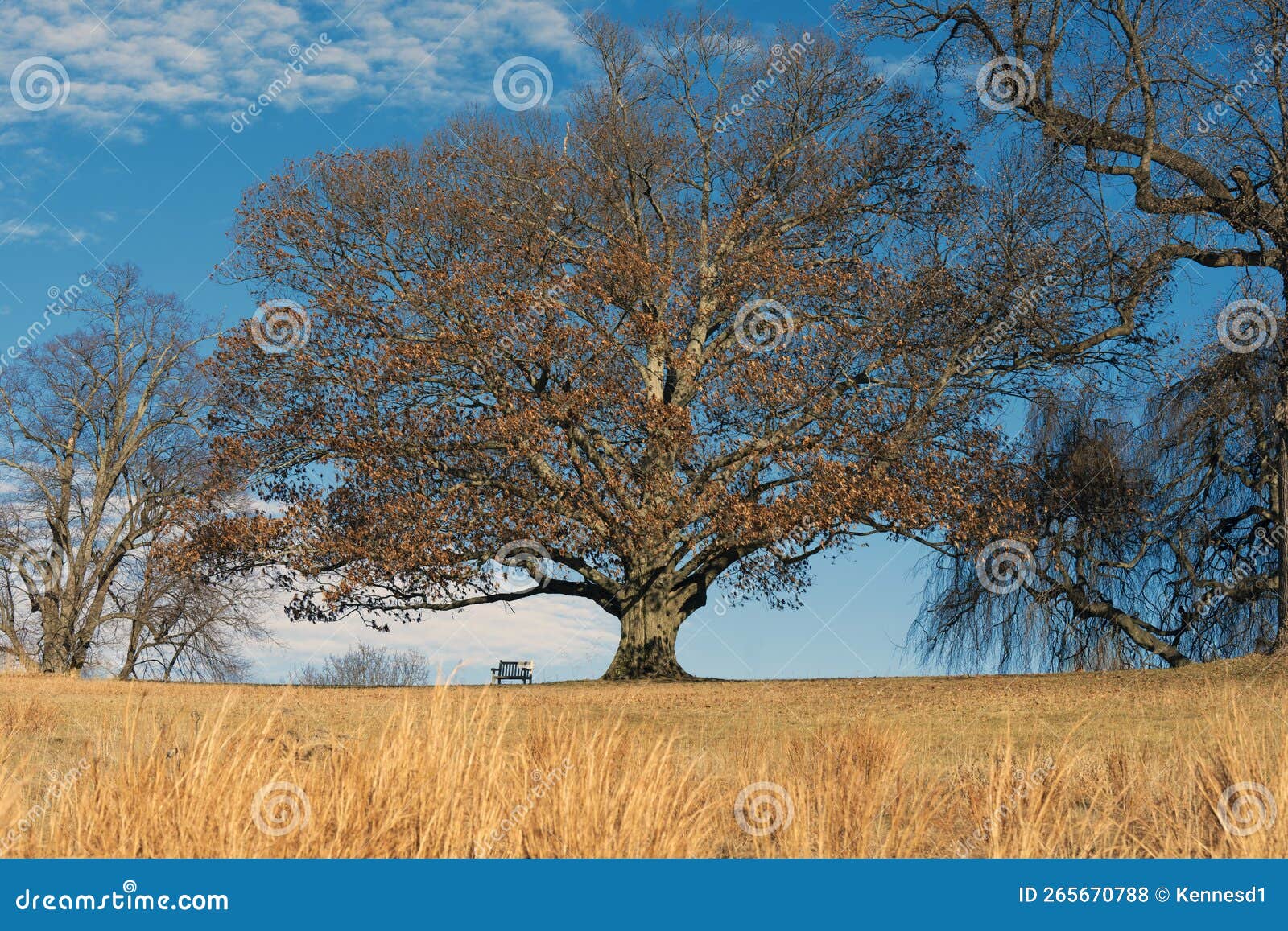Bench Under Old Oak Tree and Blue Sky with Clouds Stock Photo - Image ...