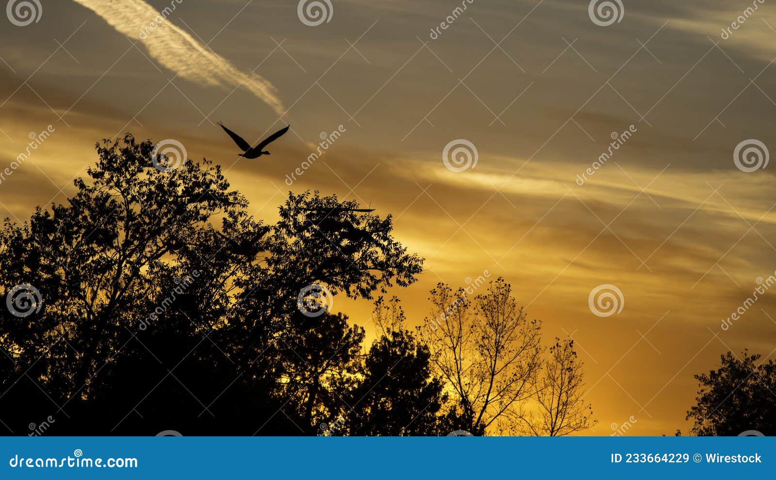 Scenic View of a Bird Flying in a Sunset Sky Background Stock Image ...
