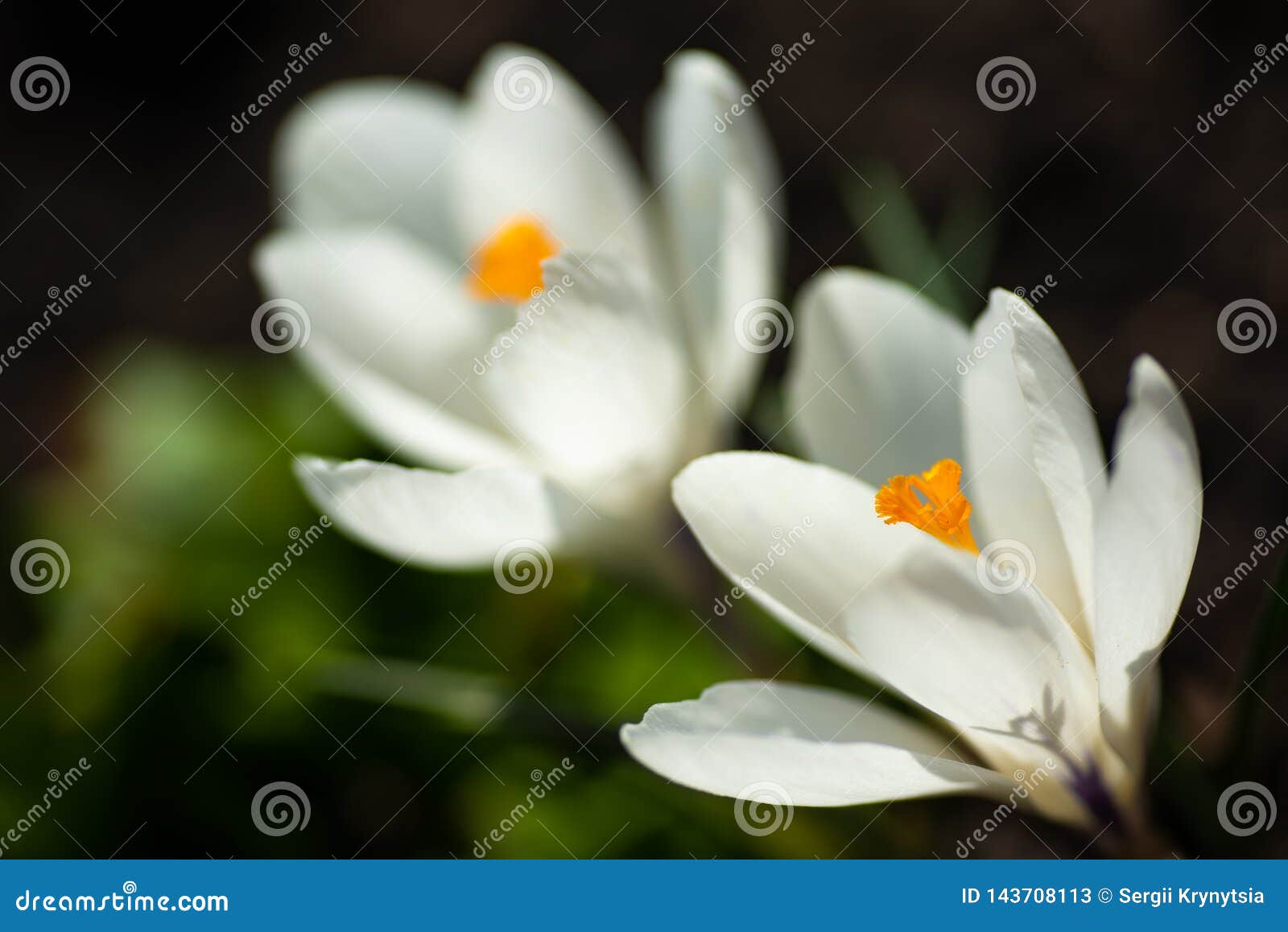 Scenic View of Blooming Spring Crocuses Growing on Flower Bed Stock ...