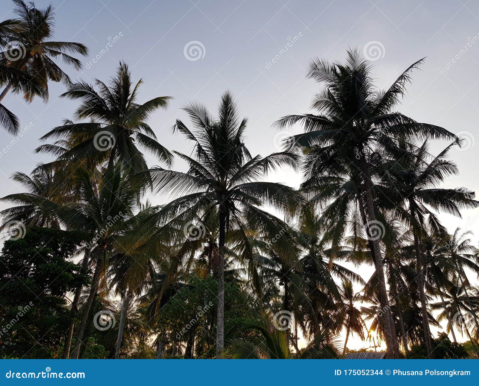 Scenic View of Coconut Trees Against Sky during Sunset Stock Photo ...
