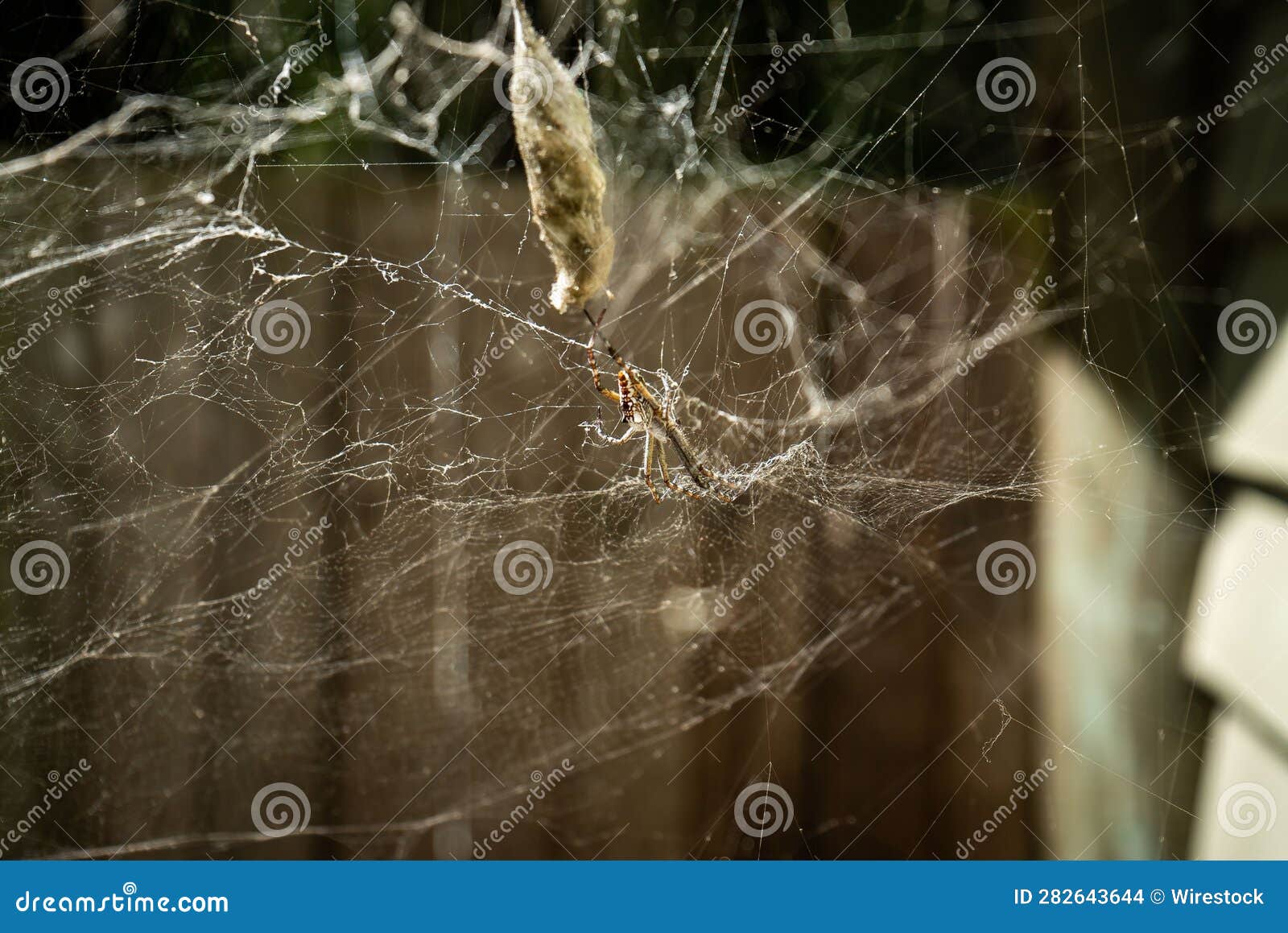 Scenic View of a Complex Spider Web with a Spider and Its Prey in a ...
