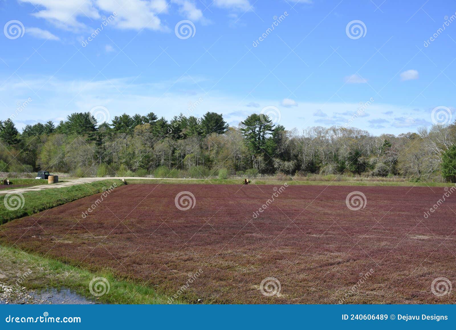 Scenic View of Cranberry Bogs on a Fall Day Stock Image - Image of grow ...