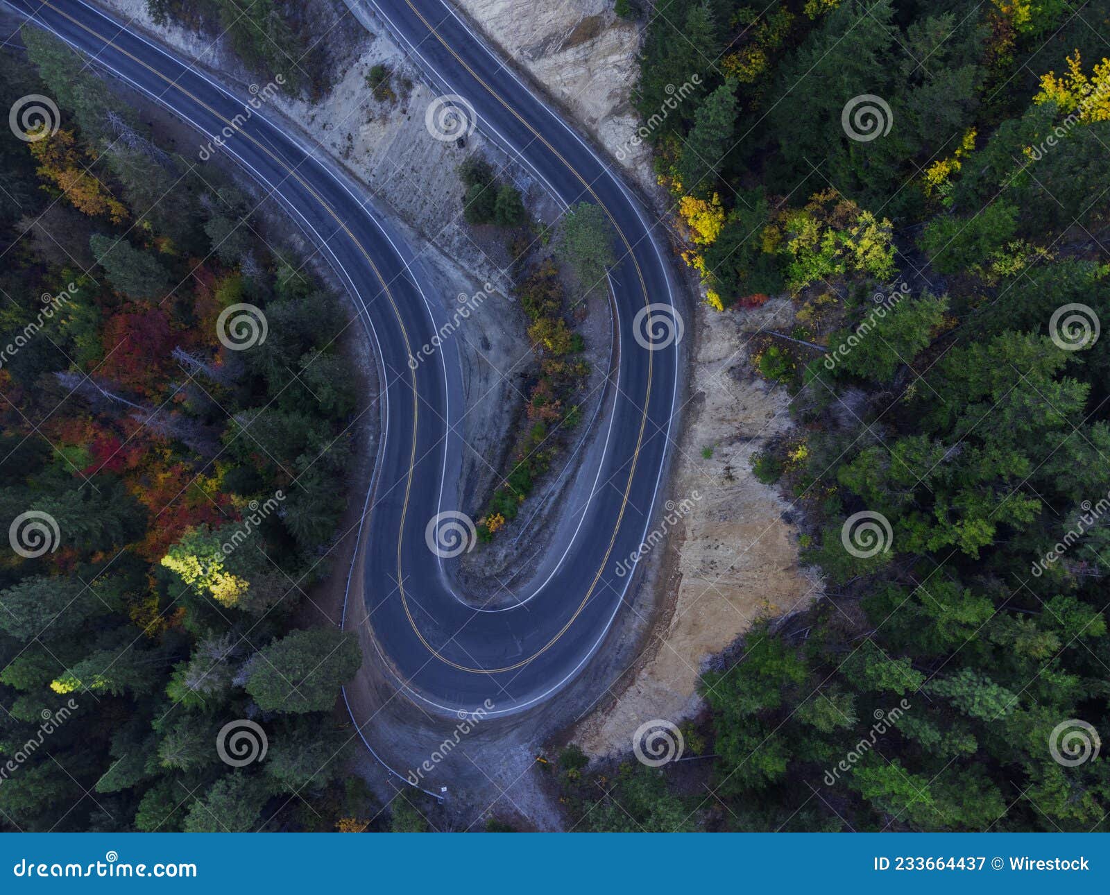 Scenic View of a Curved Country Road in the Middle of a Forest Stock ...