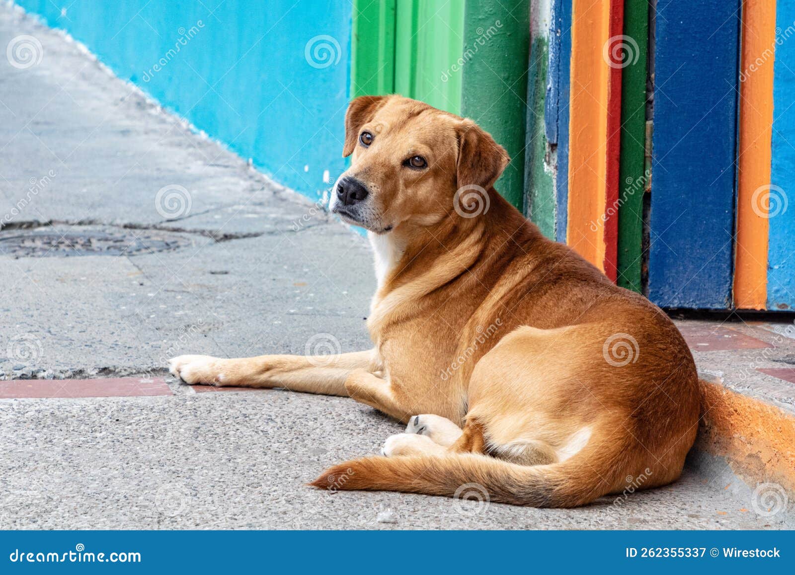 Scenic View of a Cute Dog Lying Down on the Ground Stock Image - Image ...