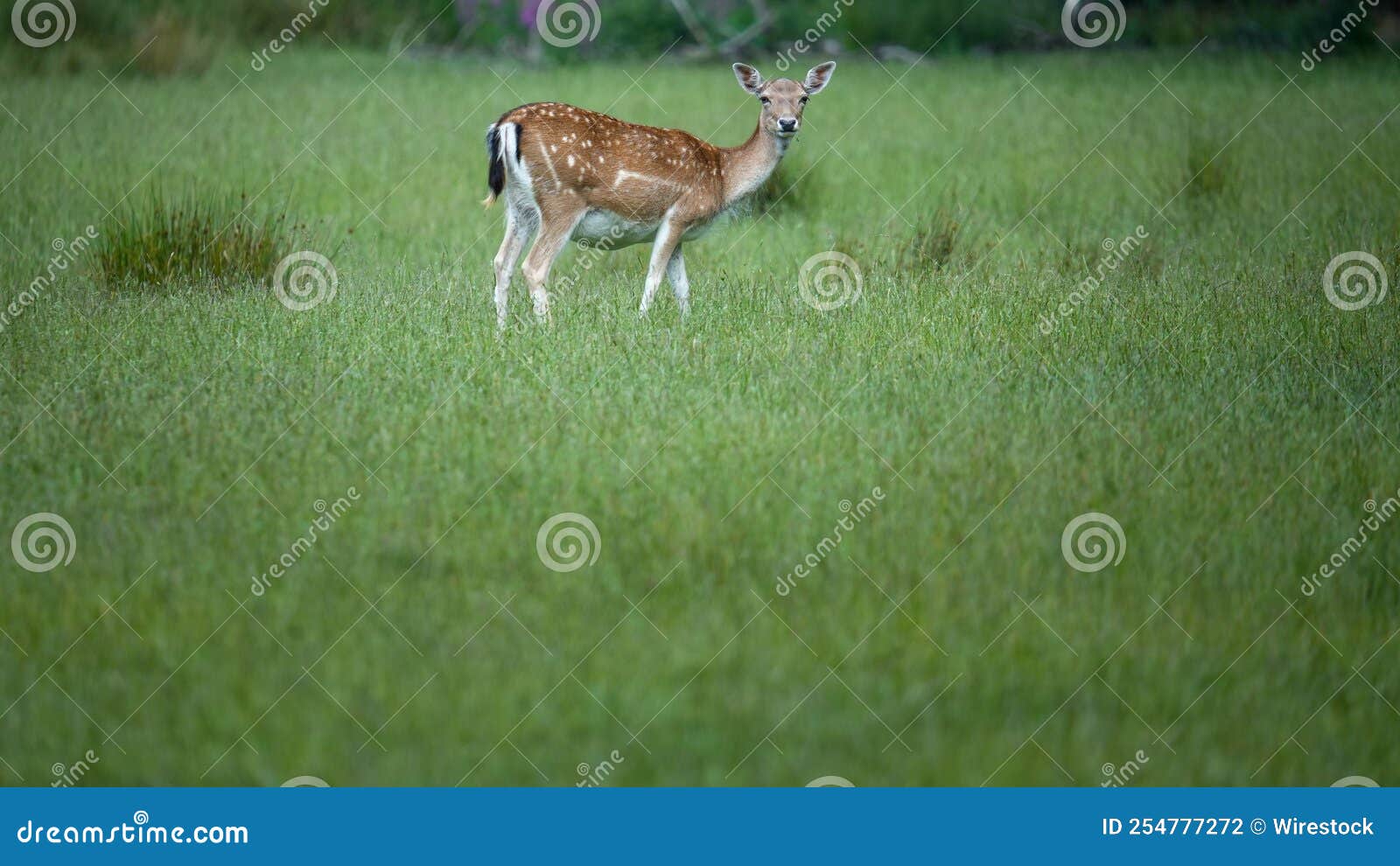 Scenic View of a Deer on a Green Field in a Forest Looking Straight at ...
