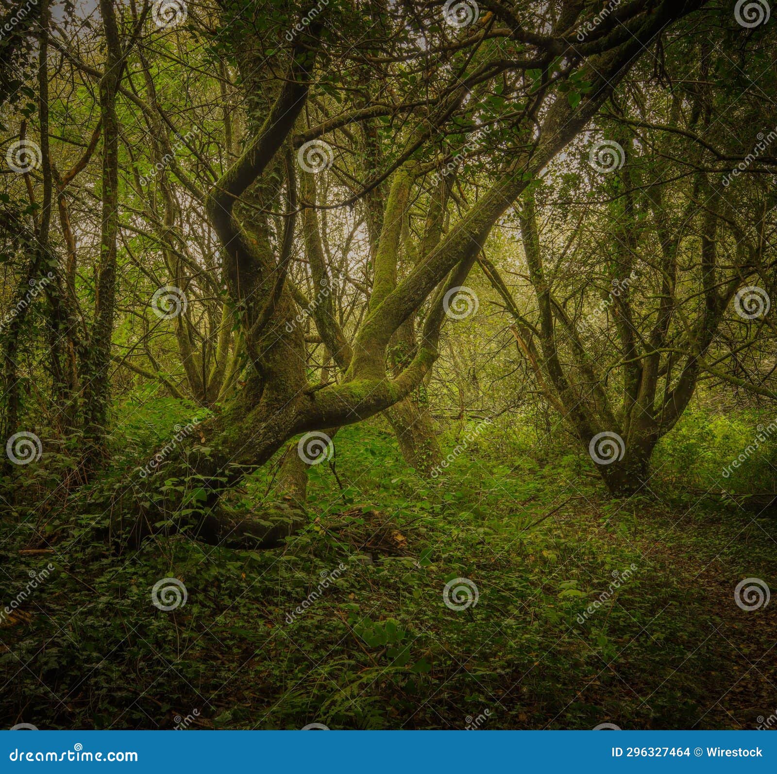 Scenic View of a Dense Green Forest Stock Photo - Image of nature ...
