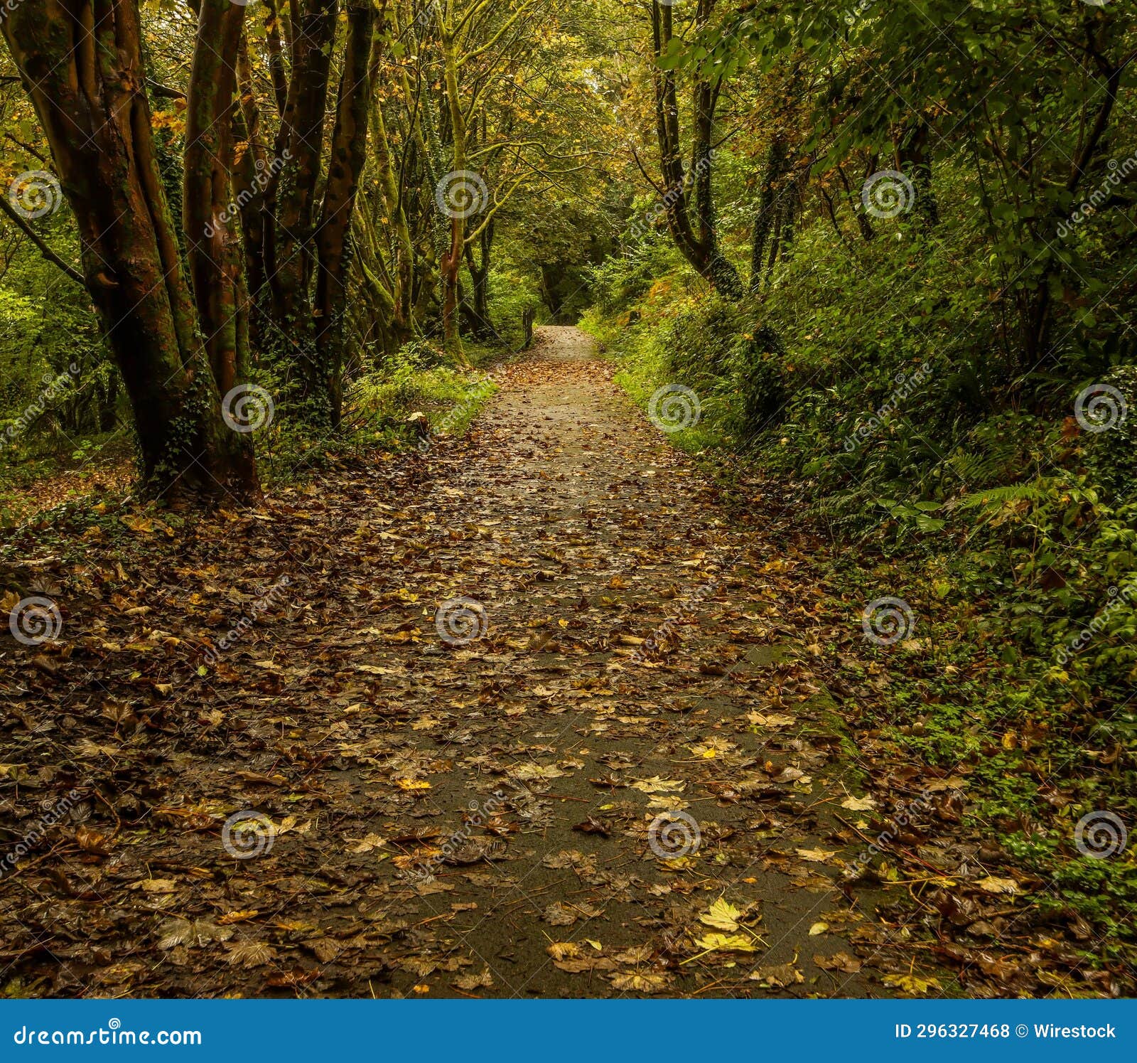 Scenic View of a Dense Green Forest Stock Photo - Image of lush, hilly ...