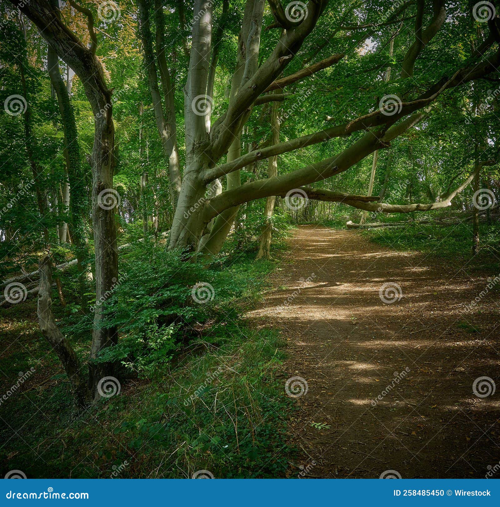 Scenic View of a Dirt Path Going through a Woodland Forest Stock Photo ...
