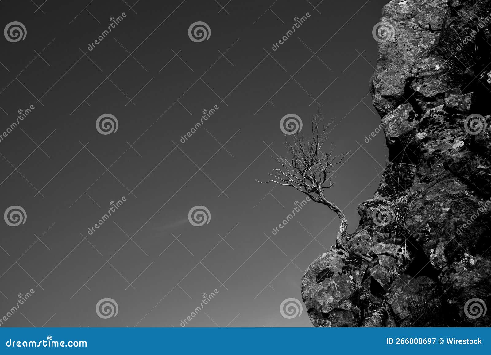 Scenic View of a Dried Tree in a Cliff Shot in Grayscale Stock Image ...