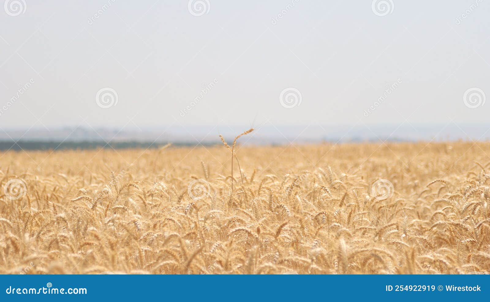 Scenic View of a Dried Wheat Field in the Countryside Stock Image ...