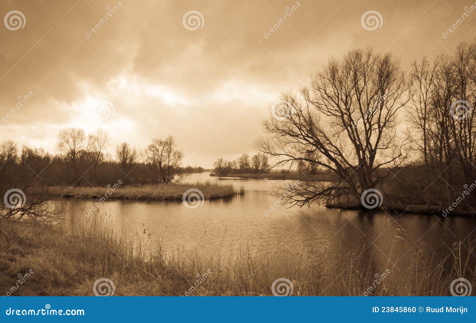 Scenic View of a Dutch Nature Reserve Stock Photo - Image of cloud ...