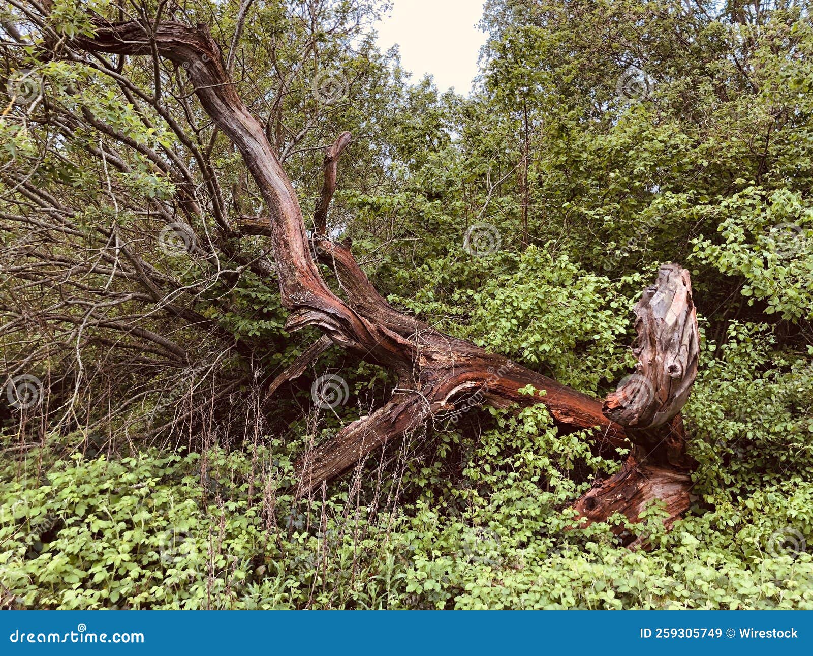 Scenic View of a Fallen Old Tree Located in the Wilderness Stock Image ...