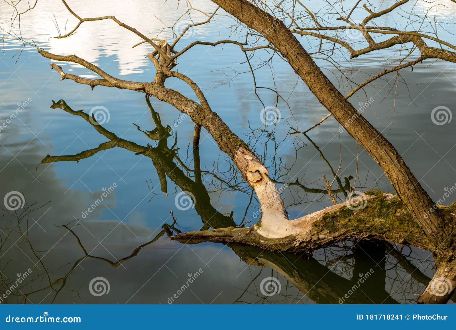 Scenic View of a Fallen Tree in River Water Stock Image - Image of ...