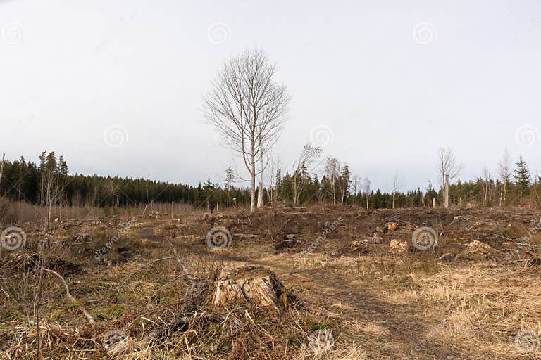 .scenic View of a Field with One Tree and Forest in the Background ...