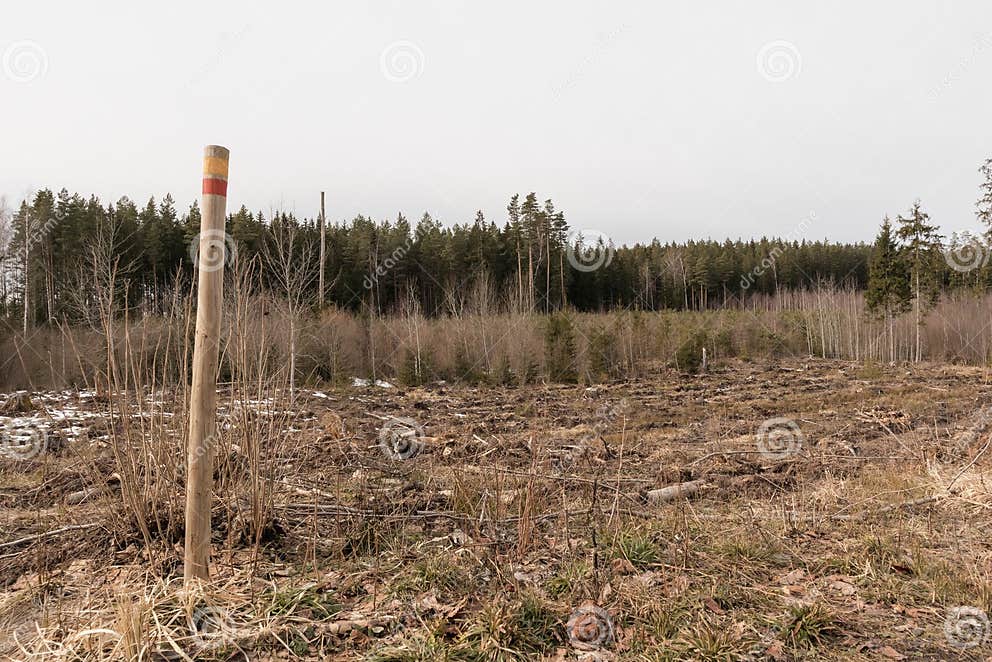 .scenic View of a Field with One Tree and Forest in the Background ...