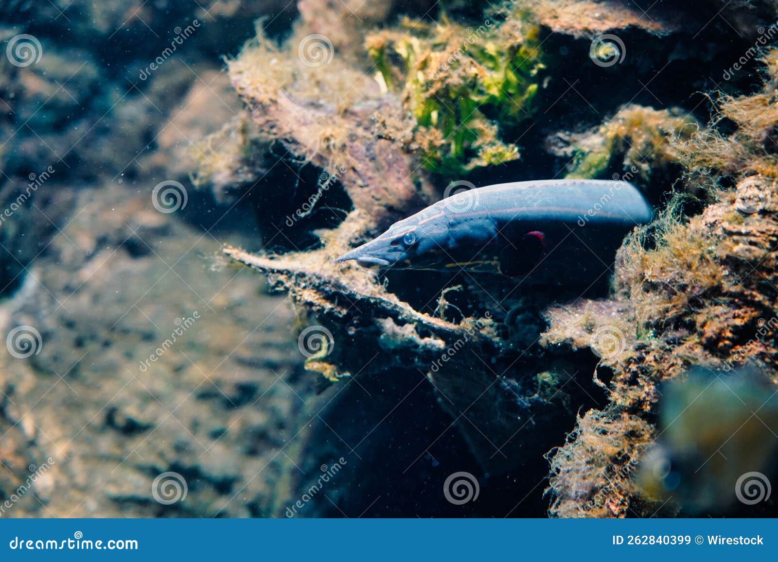 Scenic View of a Fish Hiding between Some Rocks Underwater Stock Image ...