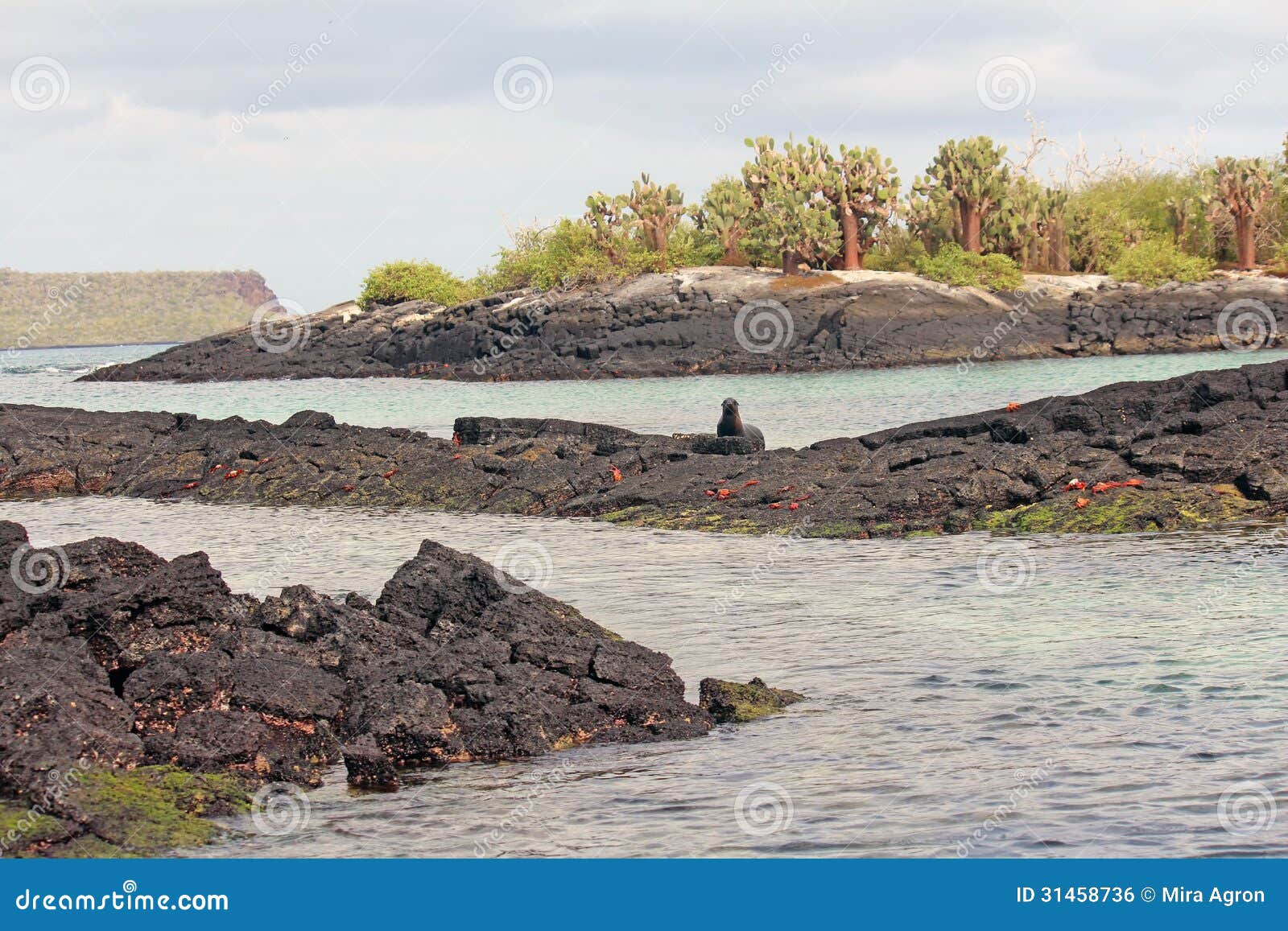 Scenic View of Floreana Island Stock Photo - Image of floreana ...