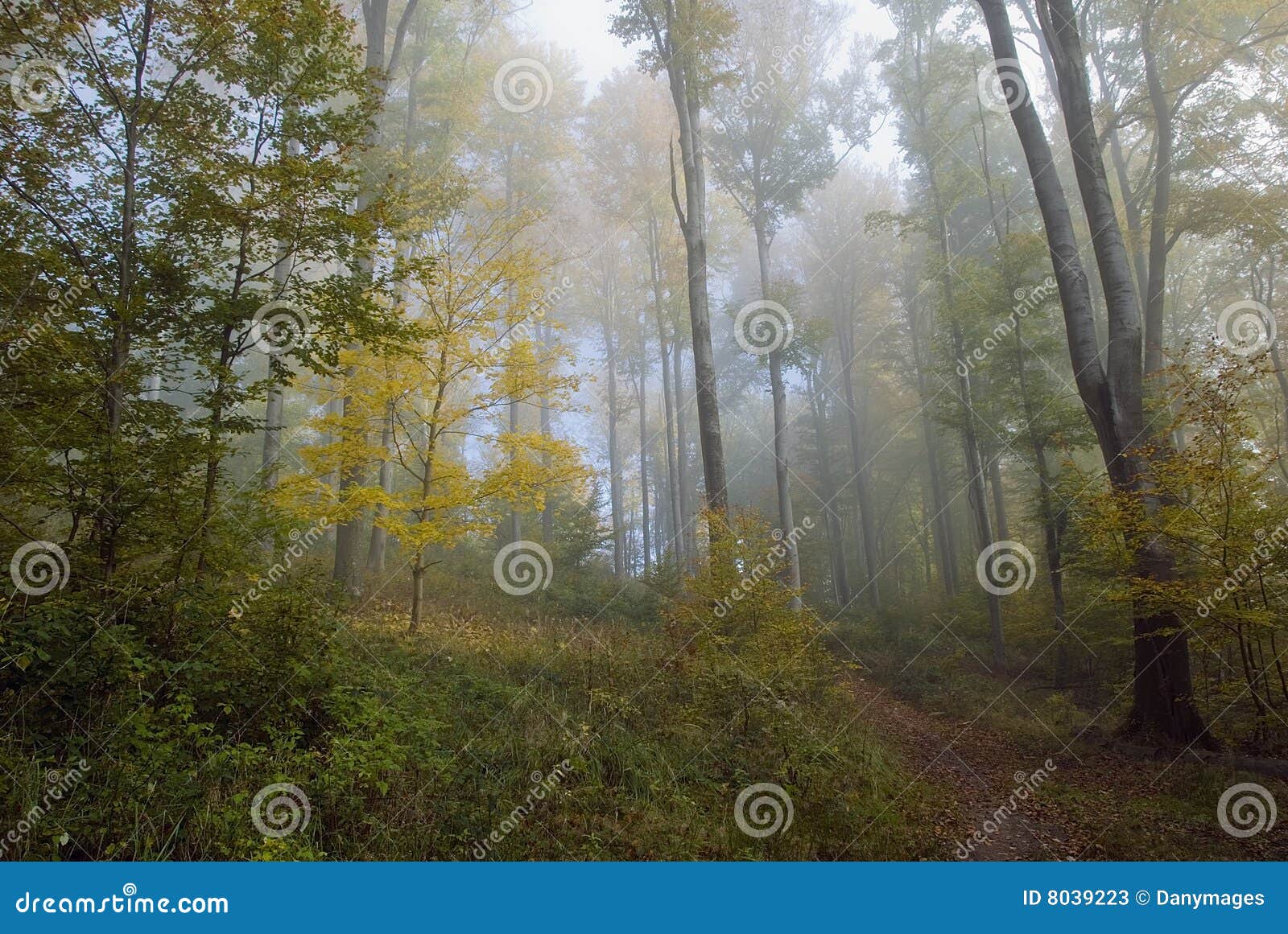 Scenic view of forest stock image. Image of green, rural - 8039223