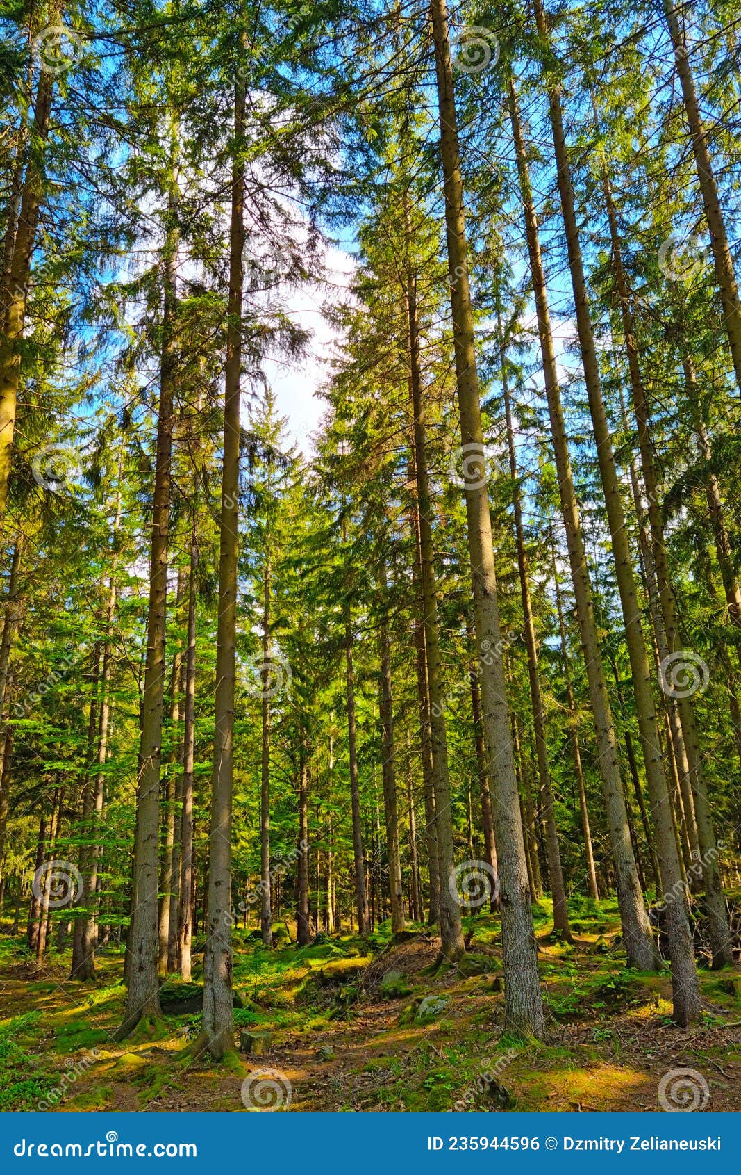 Scenic View in the Forest, Fresh Clean Air in Nature. Stock Photo ...