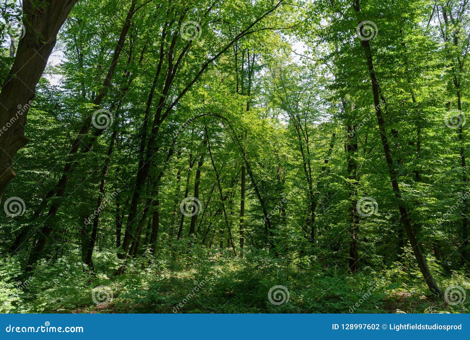 Scenic View of Forest with Grass and Green Trees Stock Photo - Image of ...