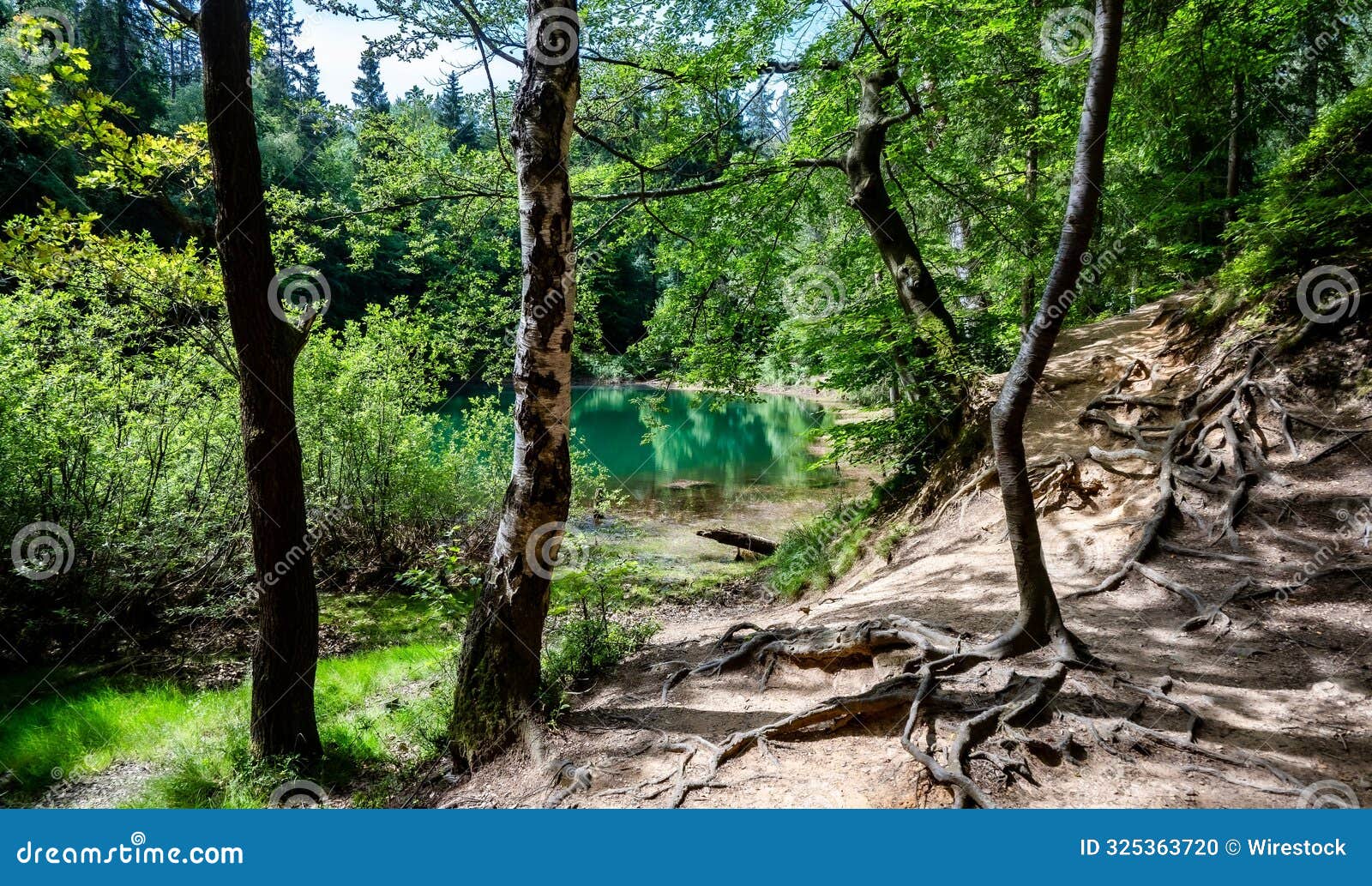 Scenic View of a Forest Path Leading To a Tranquil Turquoise Lake ...