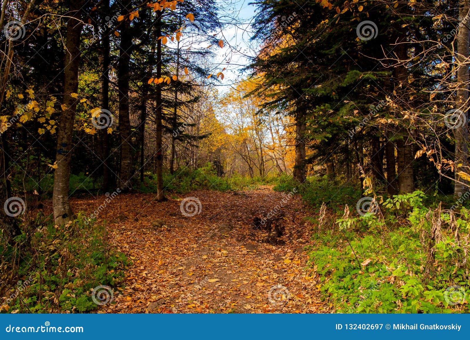 Scenic View of a Forest Pathway in Forest Stock Image - Image of rural ...