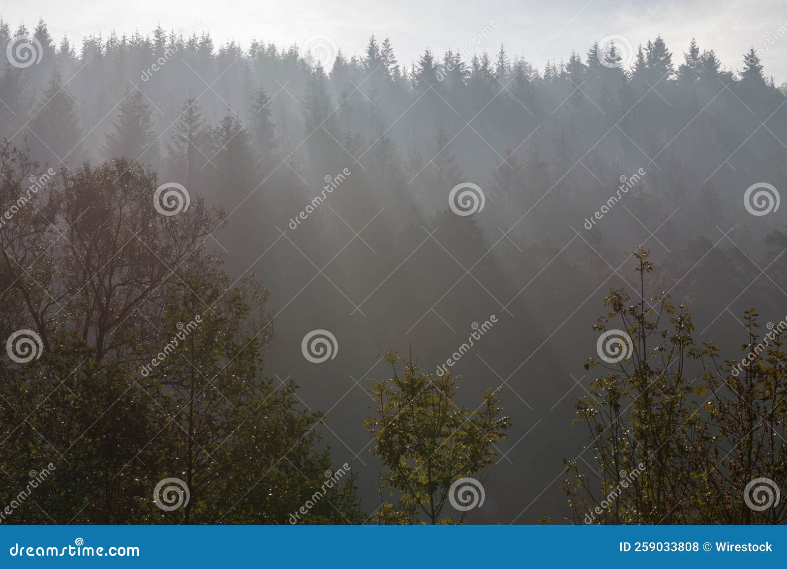 Scenic View of a Forest with Sun Rays Shining in the Sky Stock Photo ...