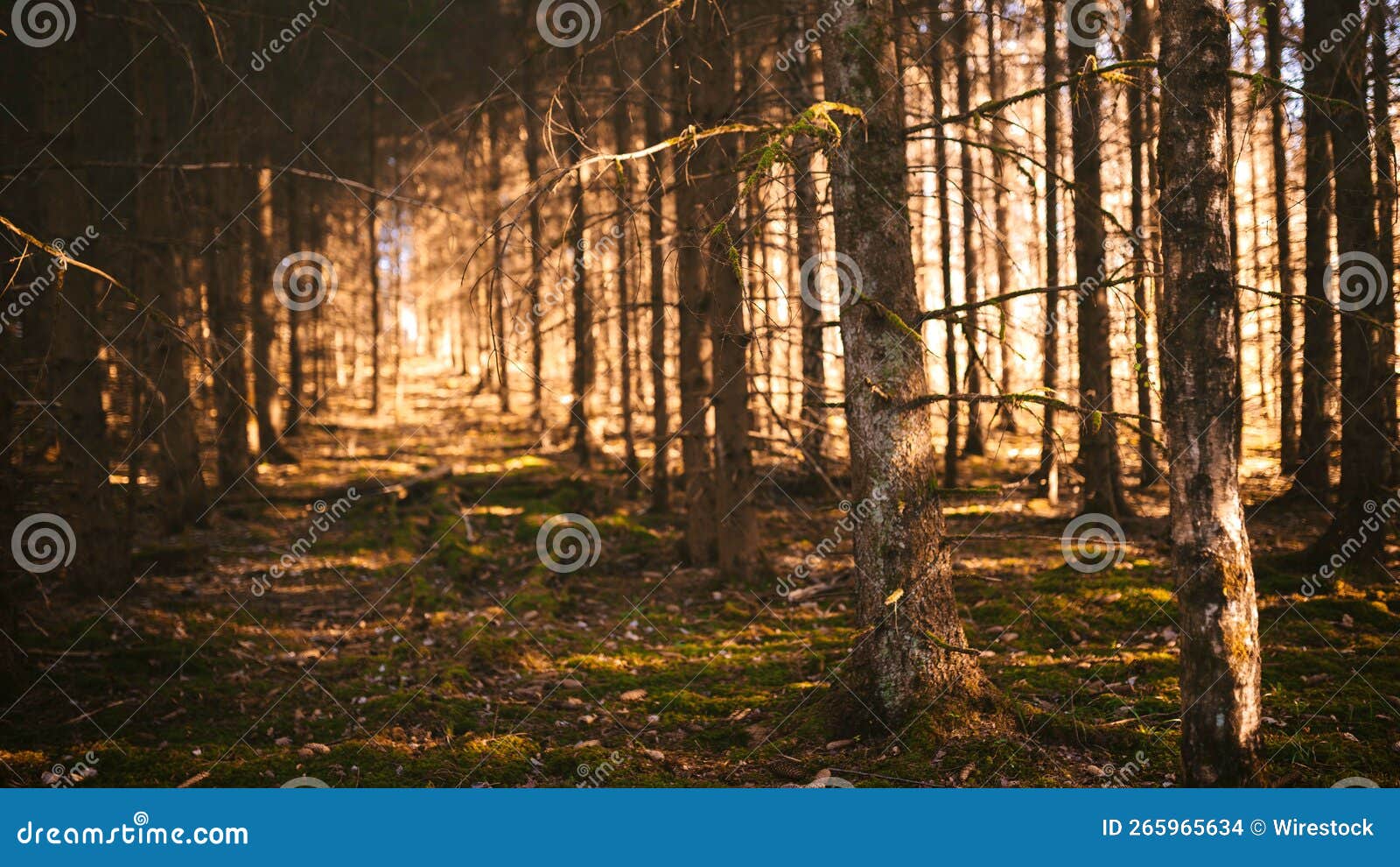 Scenic View of a Forest with the Sunlight Visible through the Gaps ...