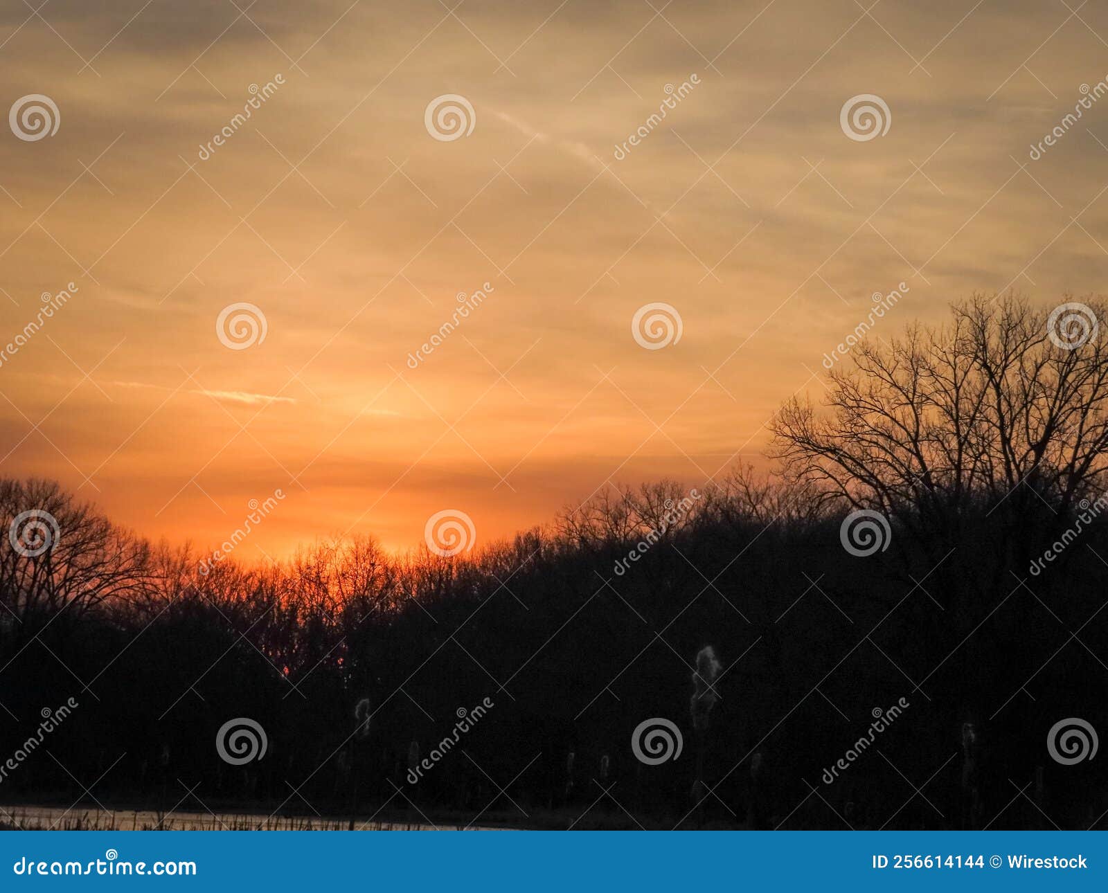 Scenic View of a Forest at Sunset Stock Photo - Image of forest, scenic ...