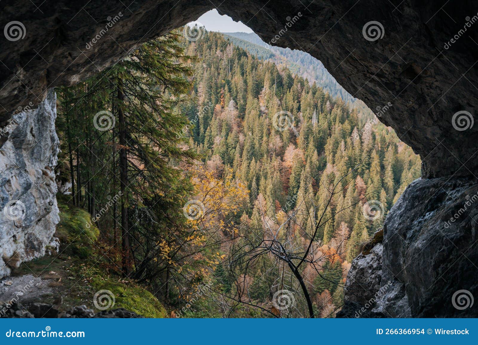 Scenic View of Forest Trees from Inside of a Dark Cave Stock Photo ...