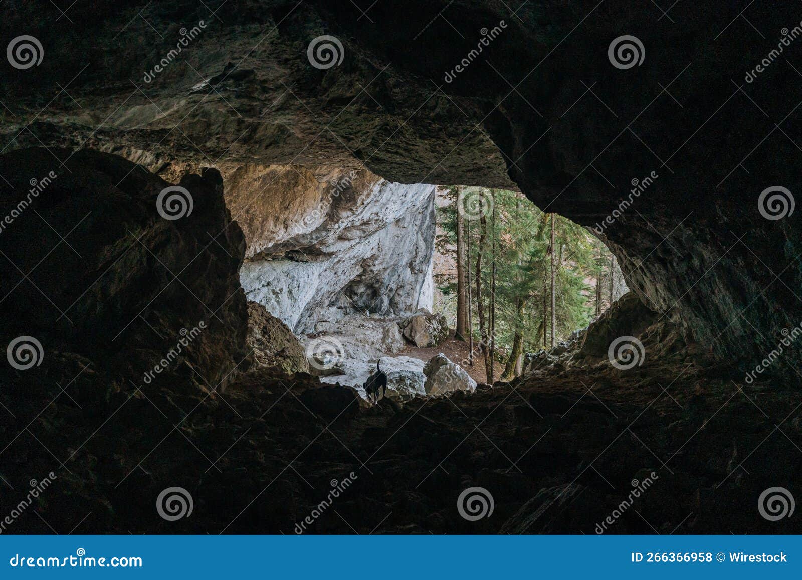 Scenic View of Forest Trees from Inside of a Dark Cave Stock Photo ...