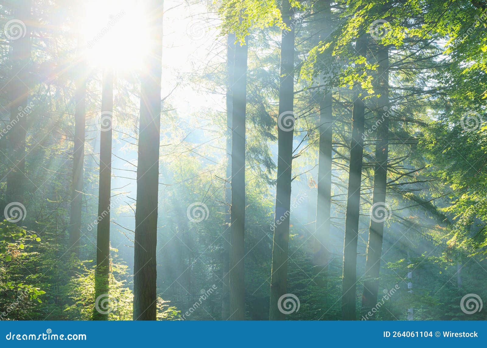 Scenic View of Forest Trees with Sunlight in Background Stock Photo ...