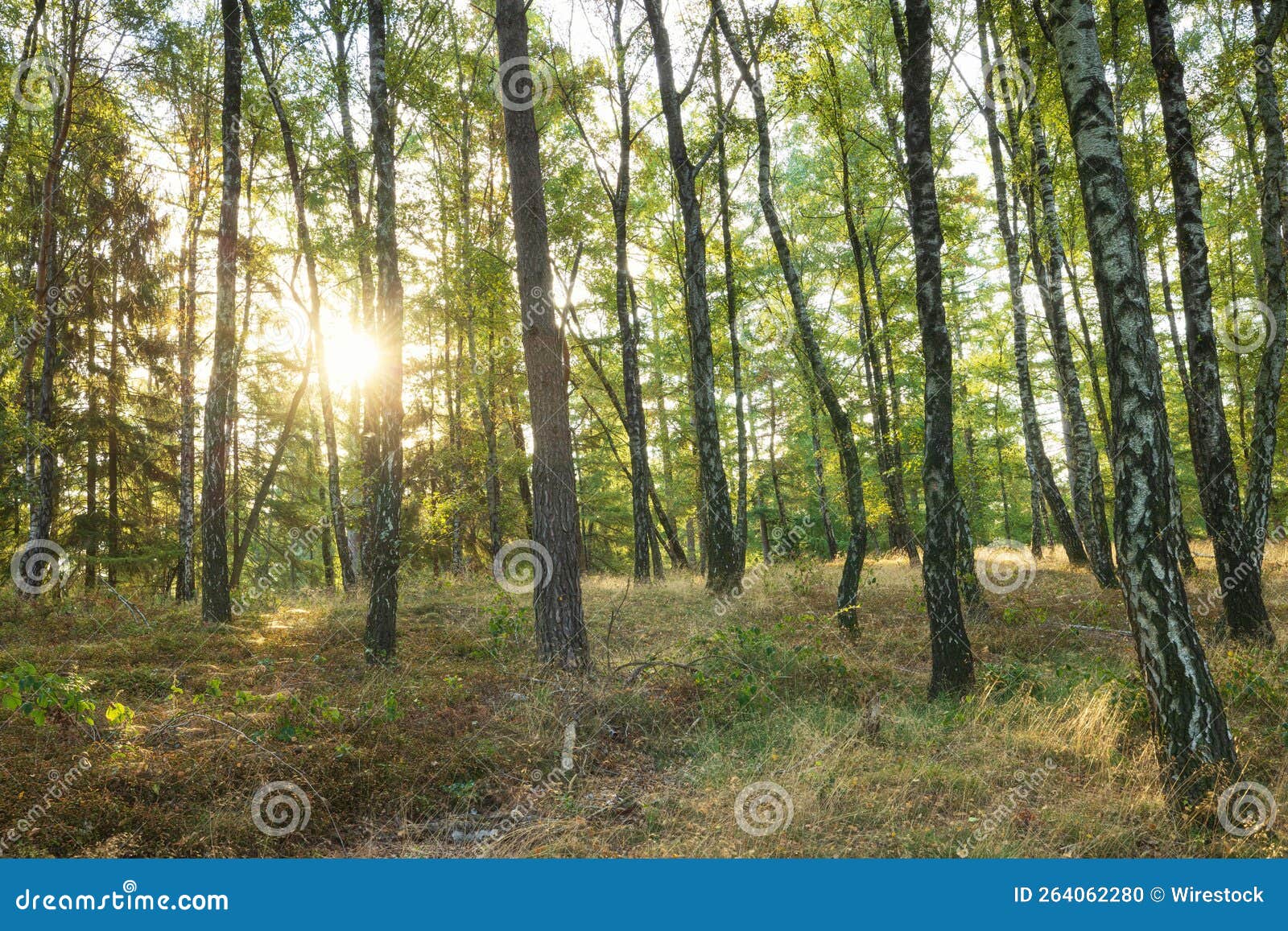 Scenic View of Forest Trees with Sunlight in Background Stock Photo ...