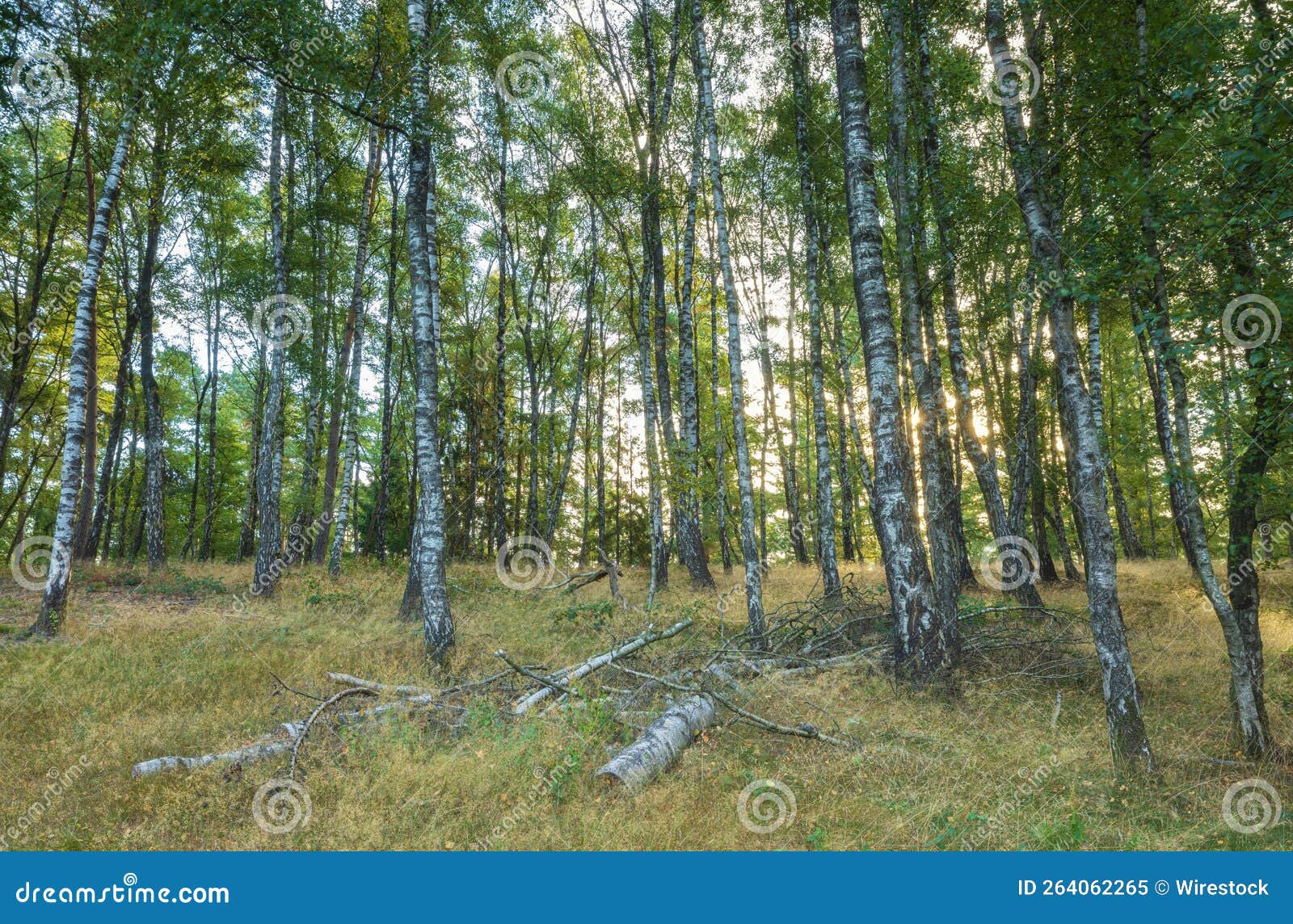 Scenic View of Forest Trees with Sunlight in Background Stock Image ...