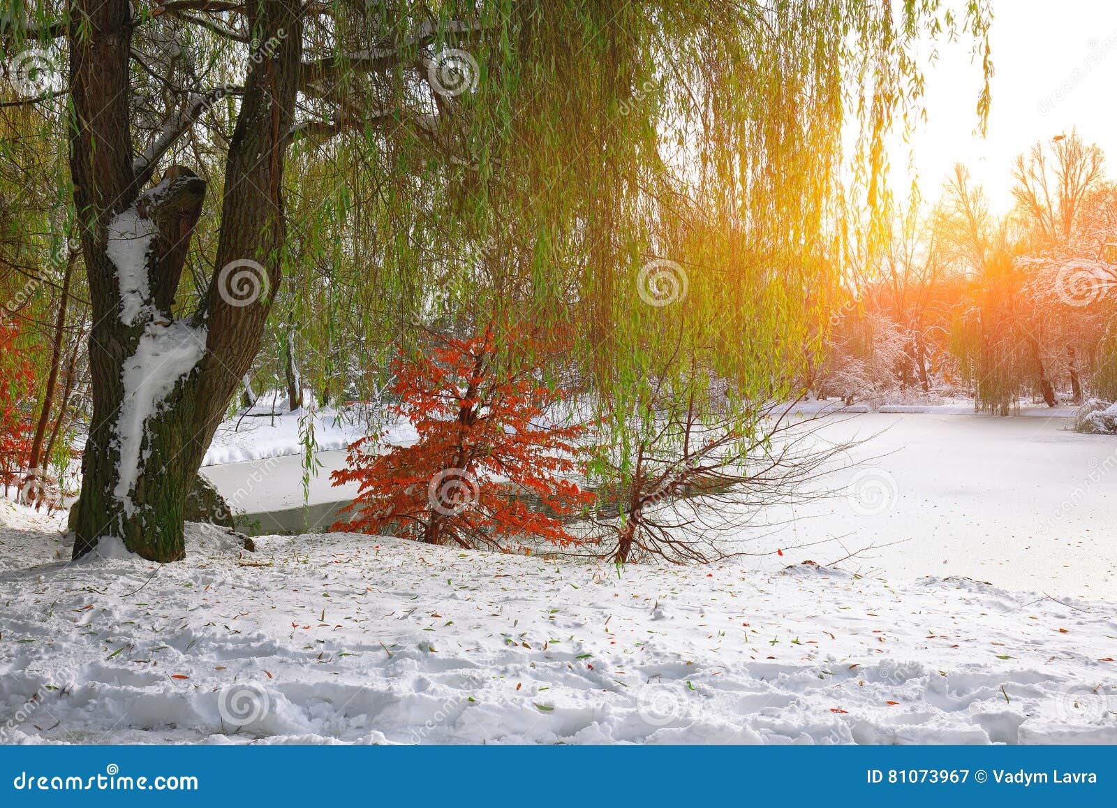 Scenic View of the Frozen Pond with Willow Tree and First Snow Stock ...