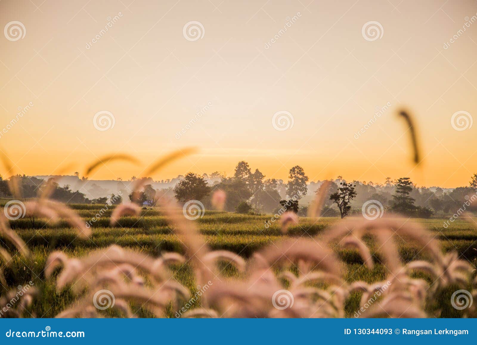 Scenic View of Grass and Rice Fields. Stock Image - Image of crop ...