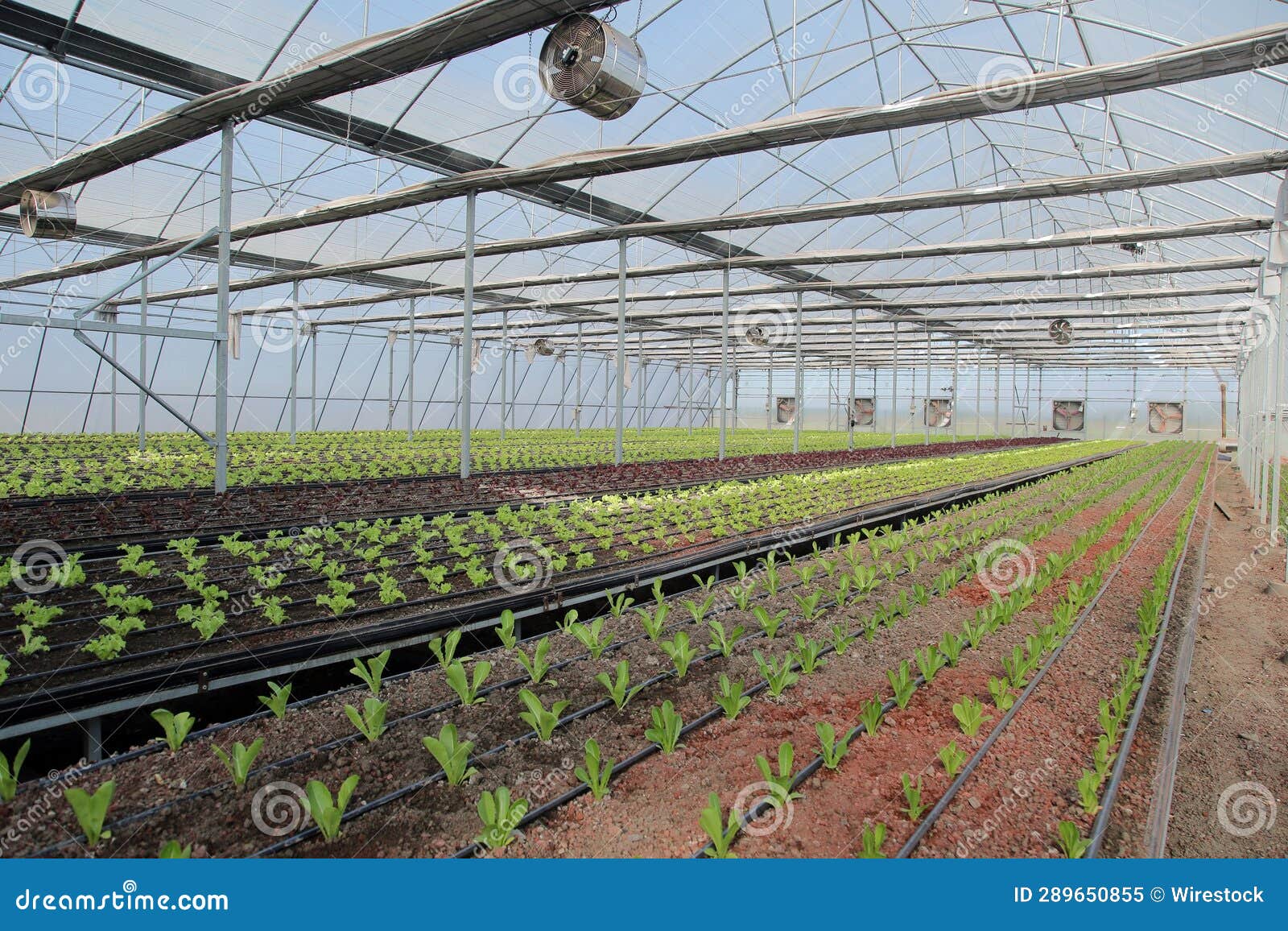 Scenic View of Green Crops in a Greenhouse Stock Image - Image of ...