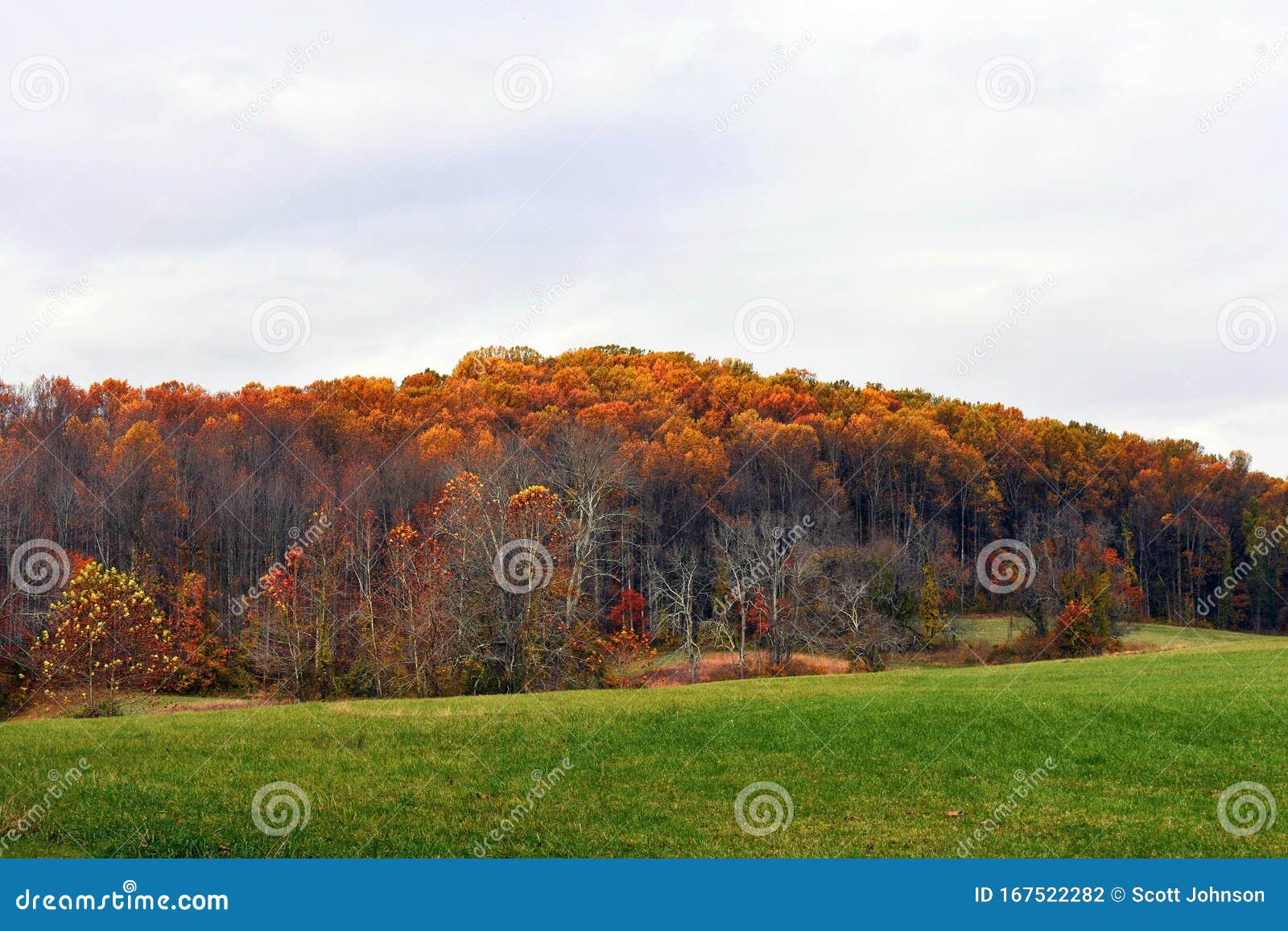 Scenic View of a Green Field and Fall Color Trees Stock Photo - Image ...