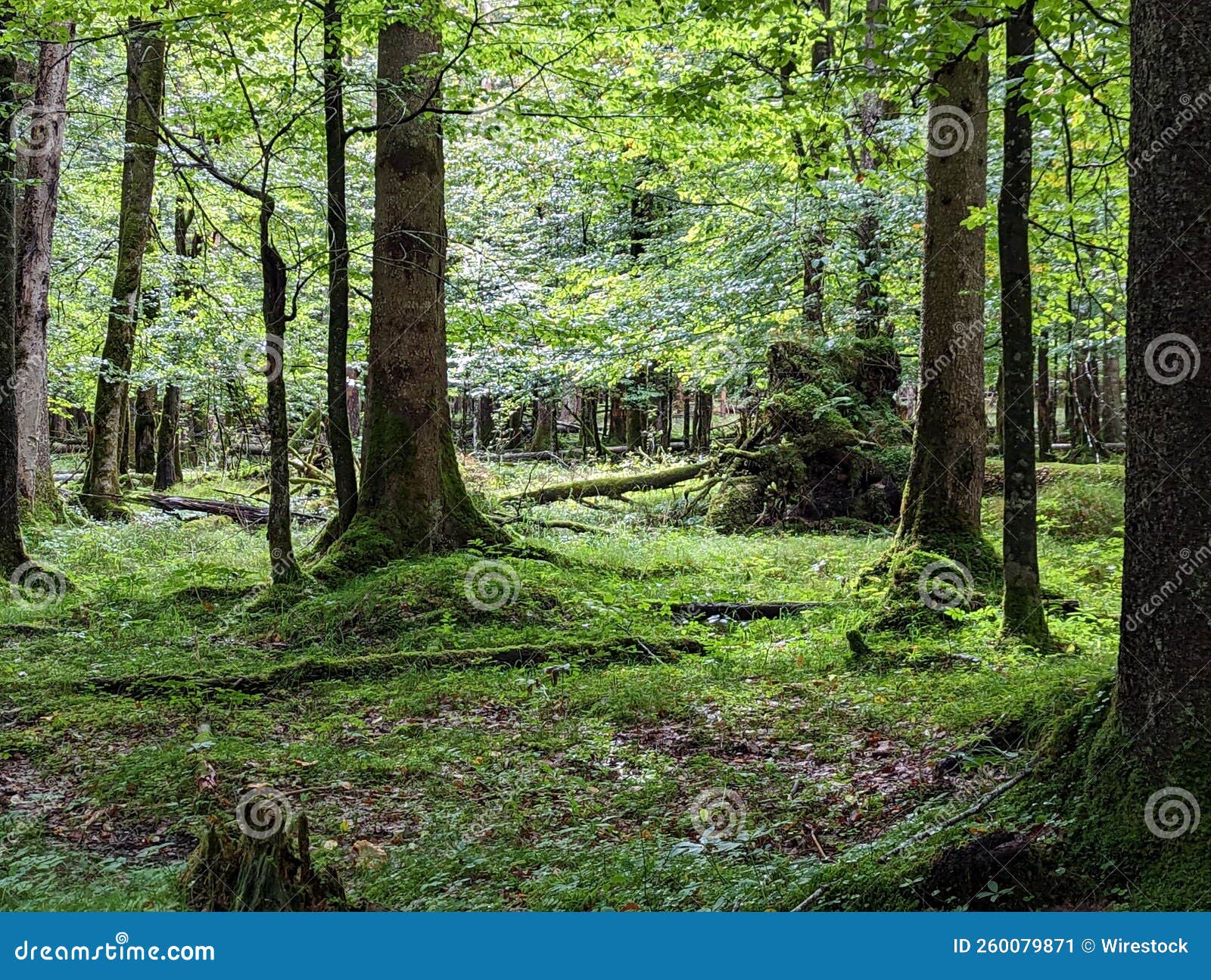 Scenic View of a Green Forest with a Fallen Tree Stock Image - Image of ...